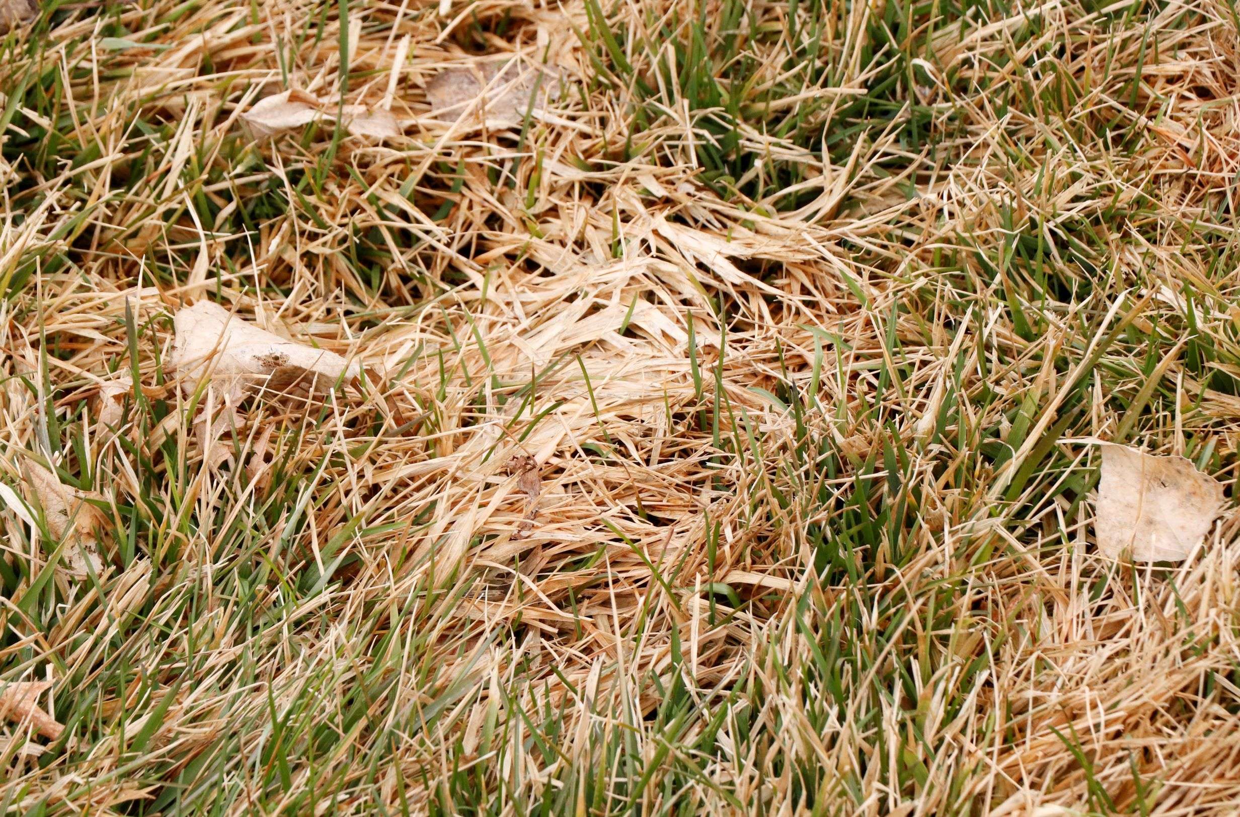 Grass showing signs of gray snow mold in Salt Lake City | Millburn Lawn ...