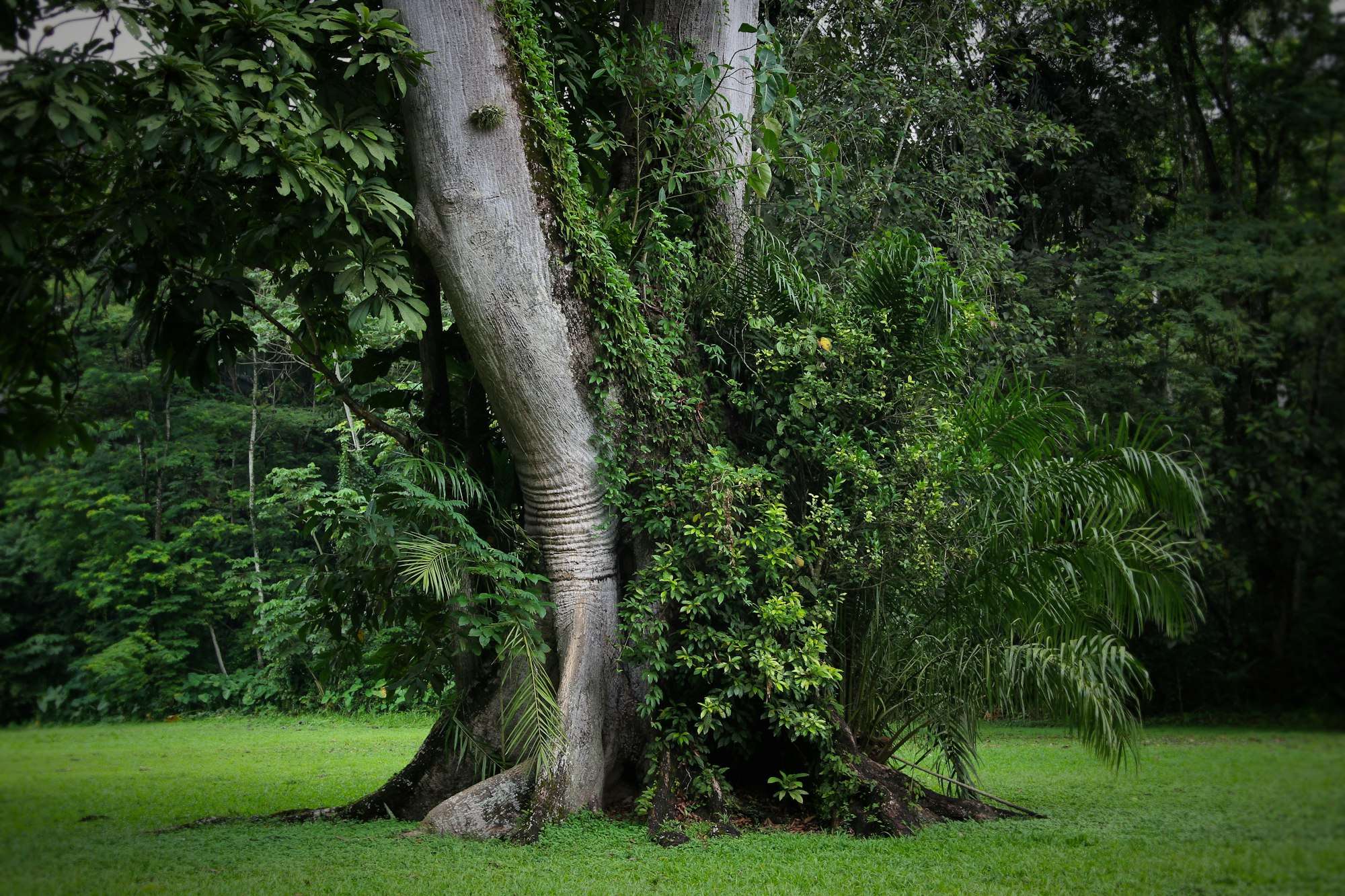 Amazing nature – overgrown tree trunk | Millburn Lawn & Landscape