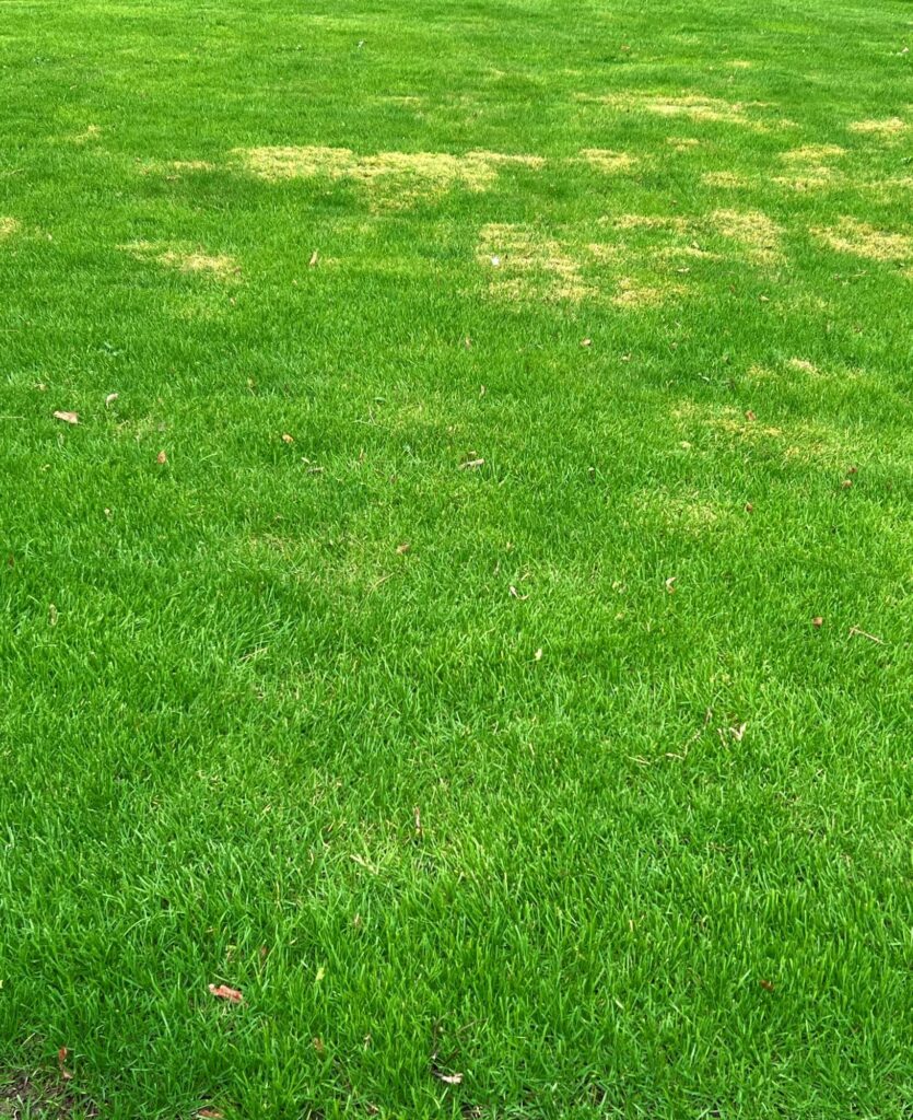 The Essential Guide to Proper Lawn and Landscape Fertilization ...
