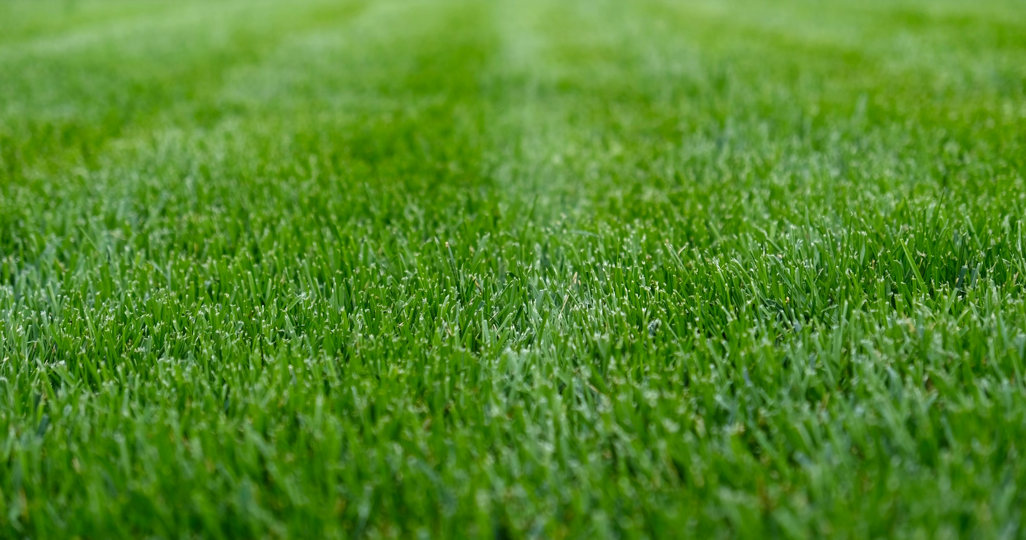 Close-up green grass, natural greenery texture of lawn garden. Stripes ...