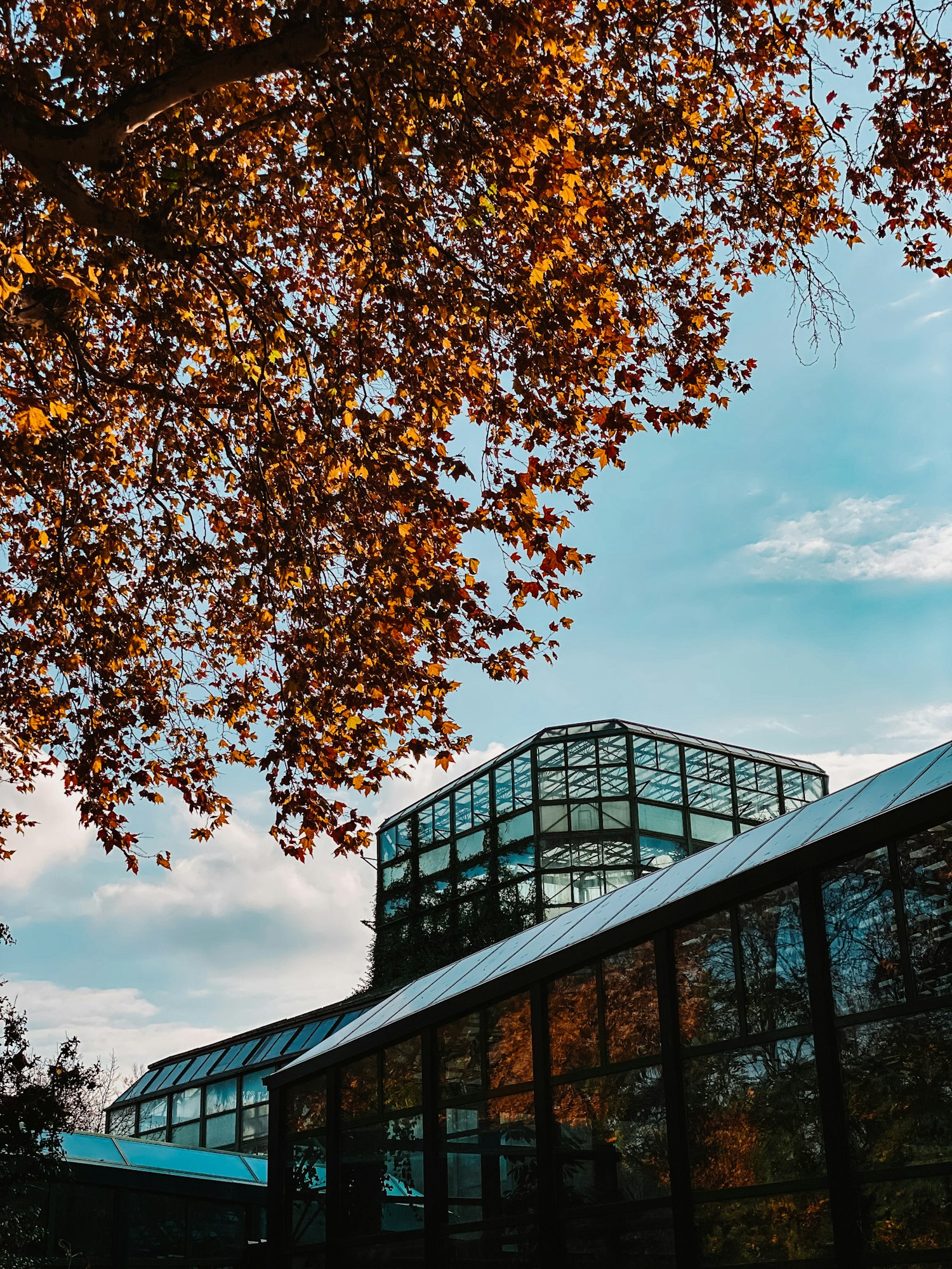 Botanical Garden sera’s from Bucharest during fall season. Golden ...