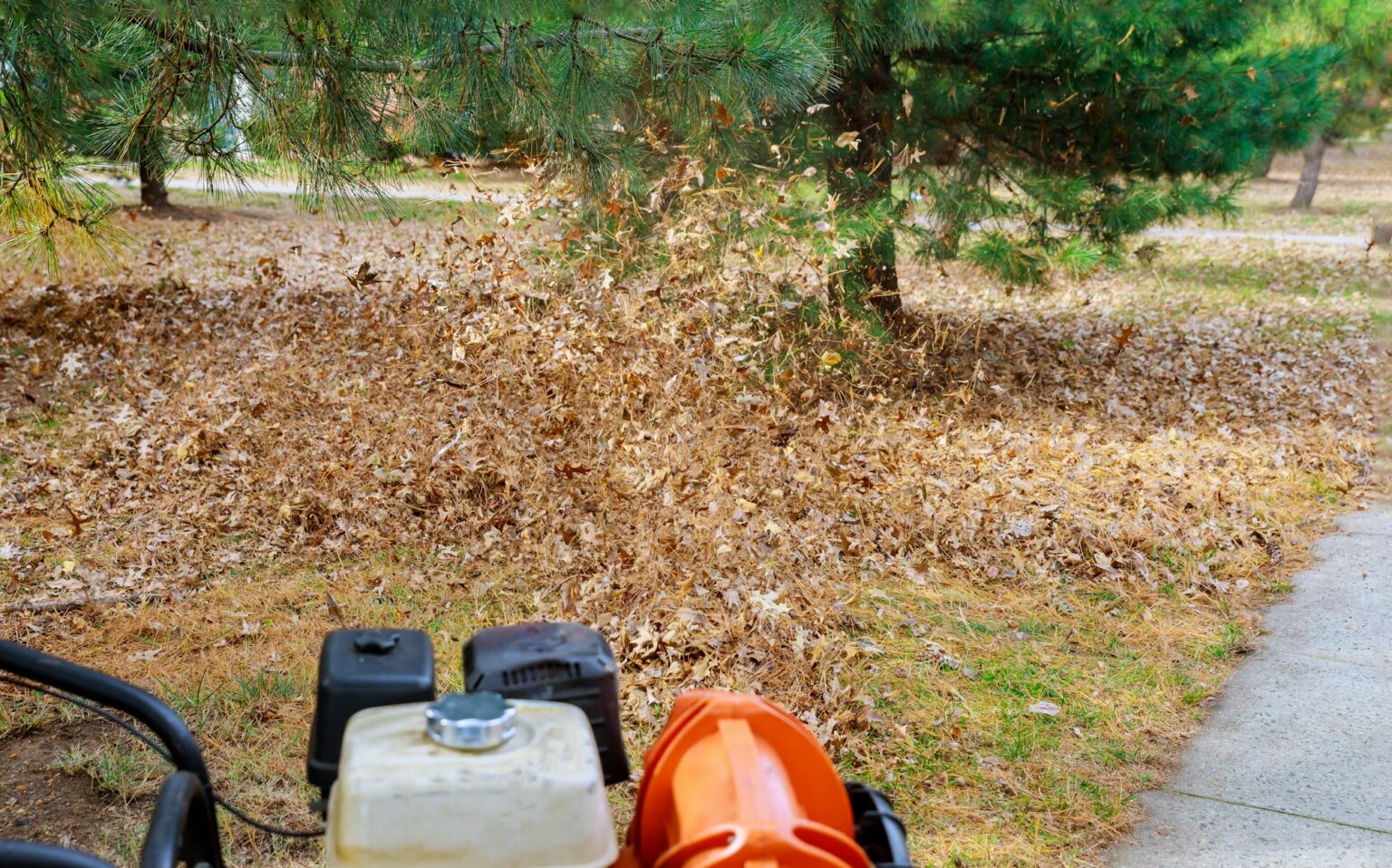 The Importance of Professional Leaf Cleanup for a Healthy Lawn in Salt ...